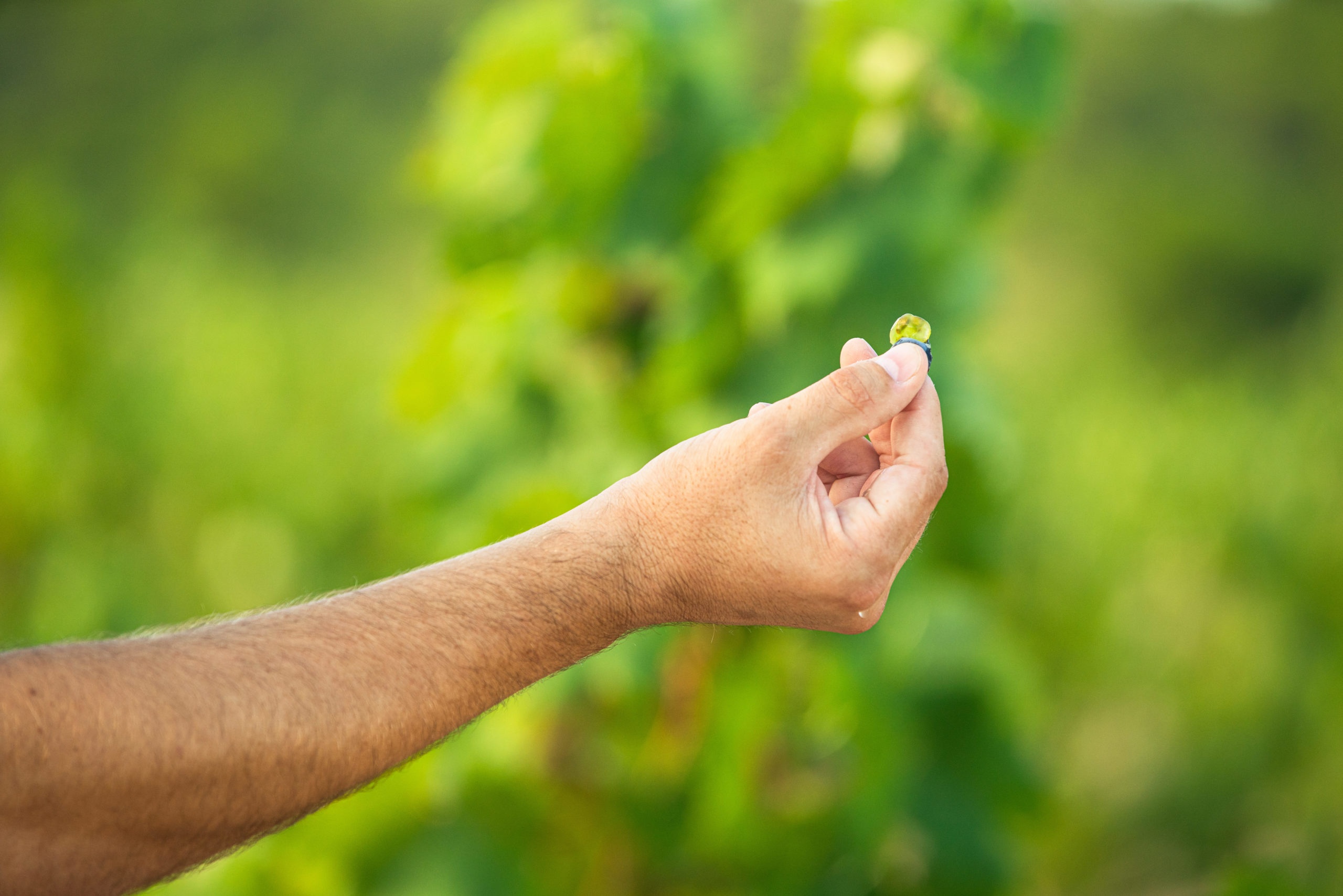 The importance of the skins: a key factor in winemaking - Bodegas Luzón