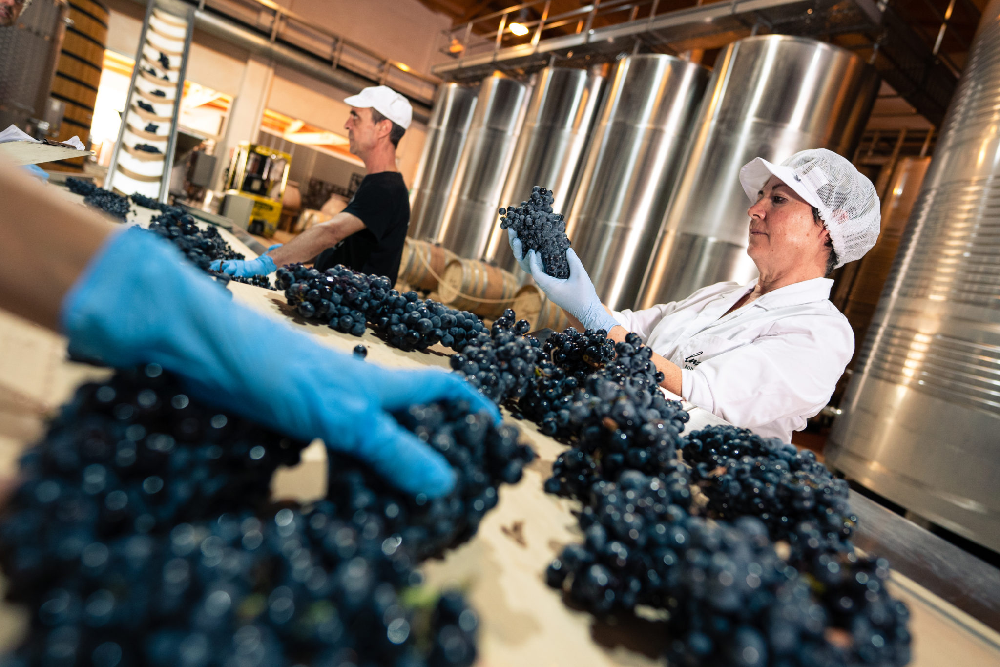 News - Bodegas Luzón