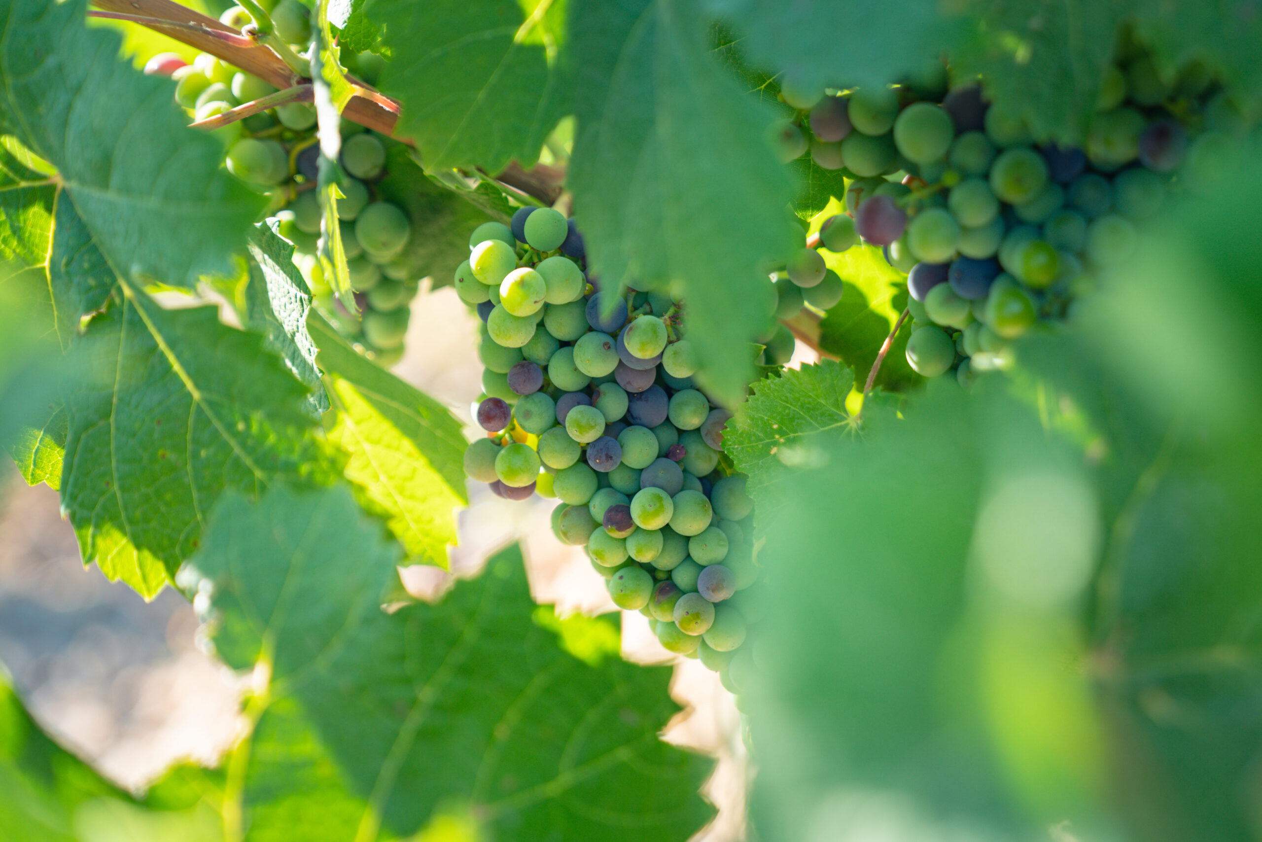 What is Veraison?: When the Grape Begins to Tell Its Story - Bodegas Luzón